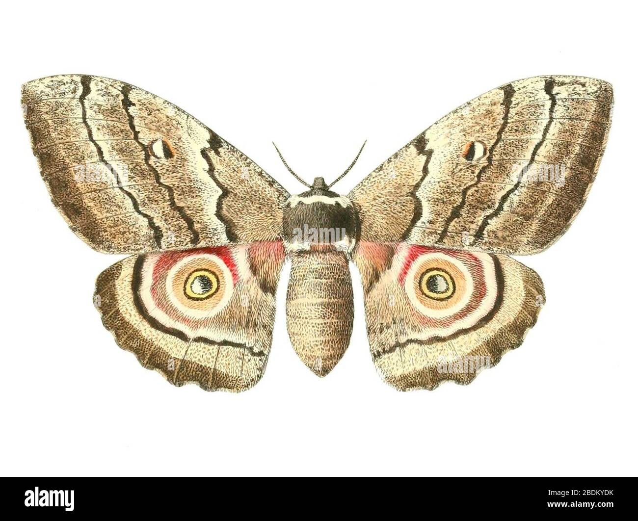 Maja classic hi-res stock photography and images - Alamy