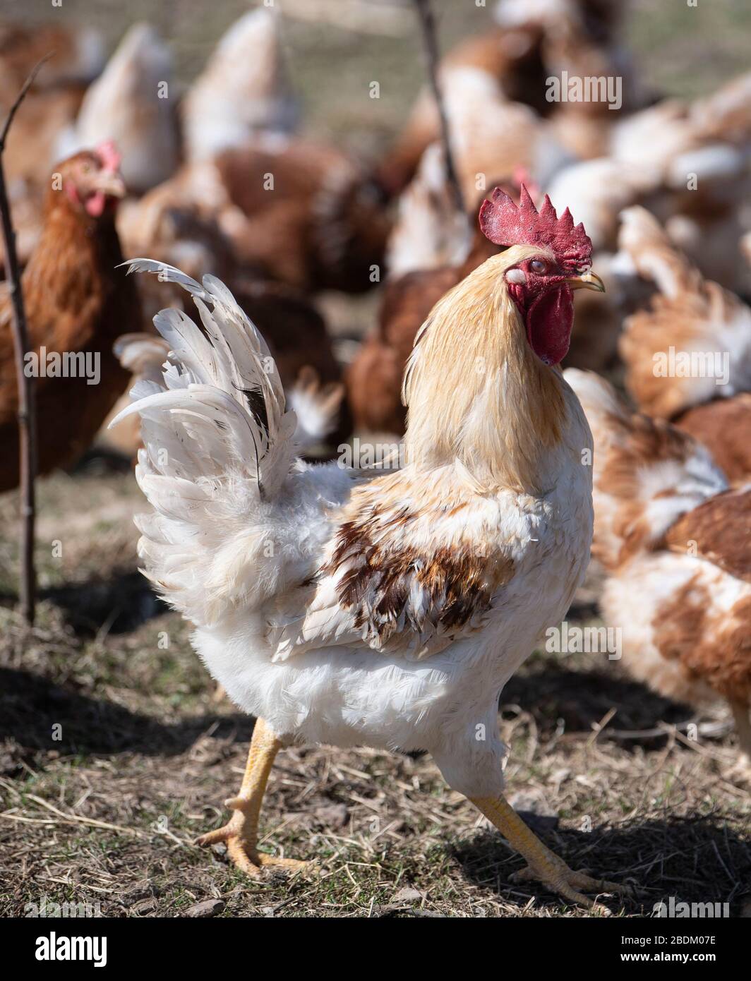 Fighting rooster hi-res stock photography and images - Alamy