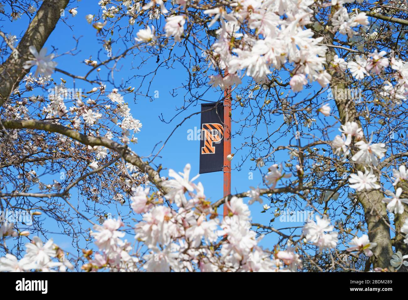 PRINCETON, NJ -26 MAR 2020- View of pink flowering magnolia on the ...