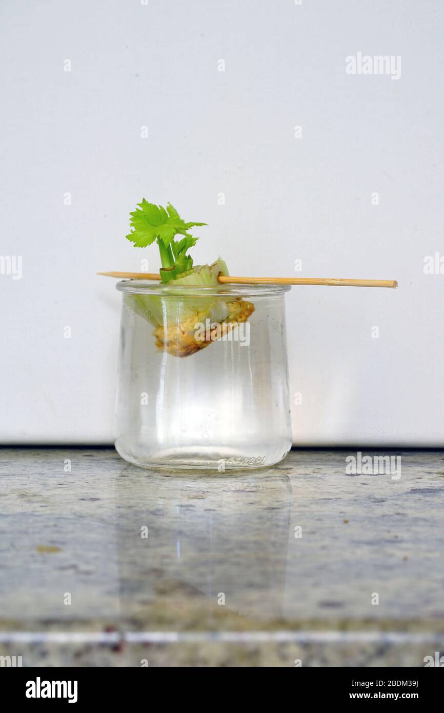 Rooting jar hi-res stock photography and images - Alamy