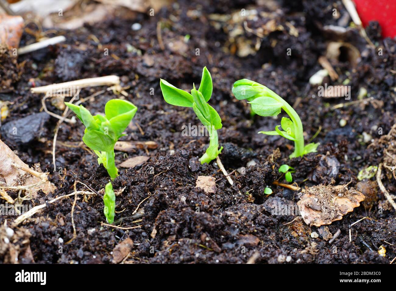 Pea shoots growing hi-res stock photography and images - Alamy