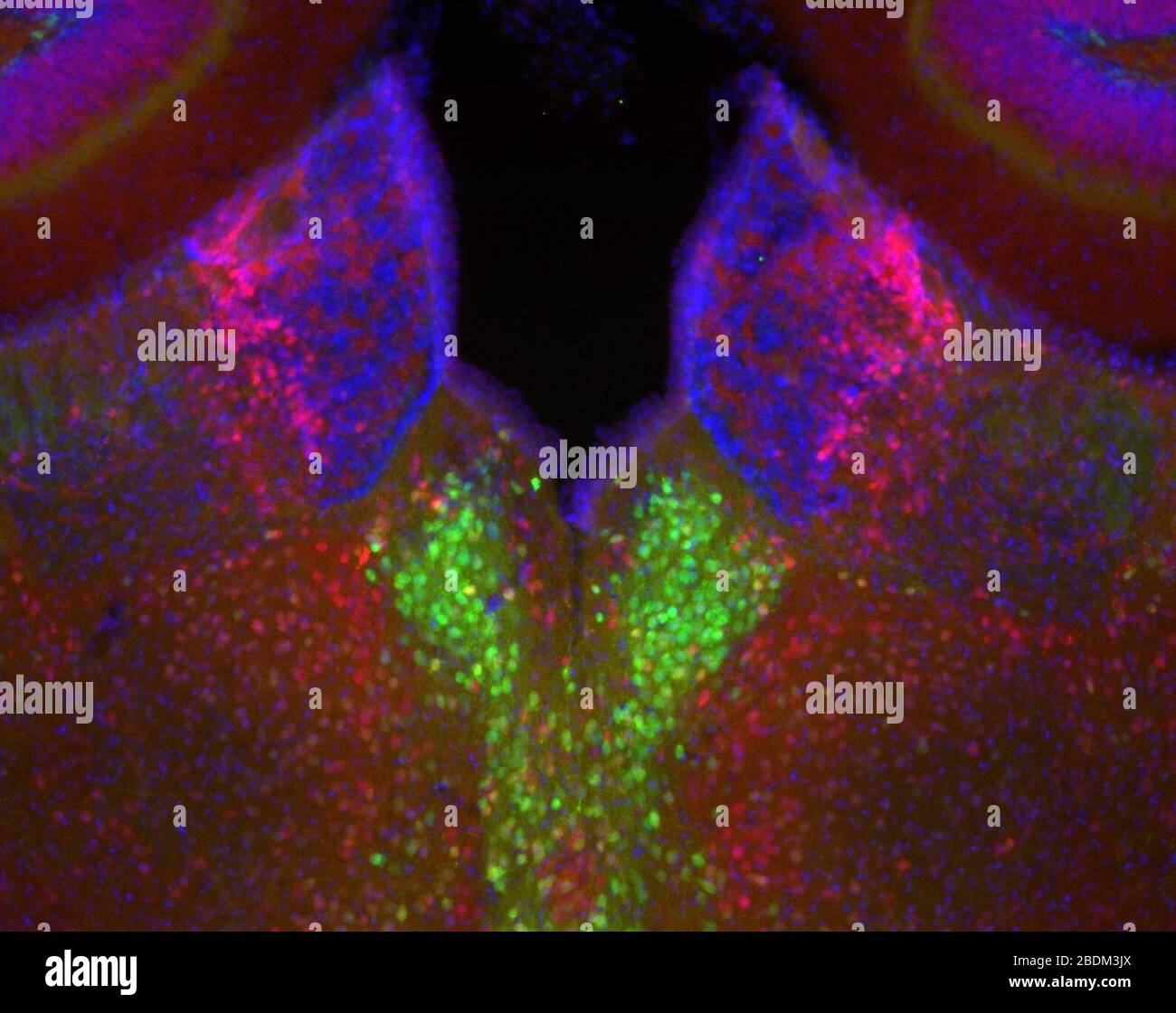 Habenula hi-res stock photography and images - Alamy