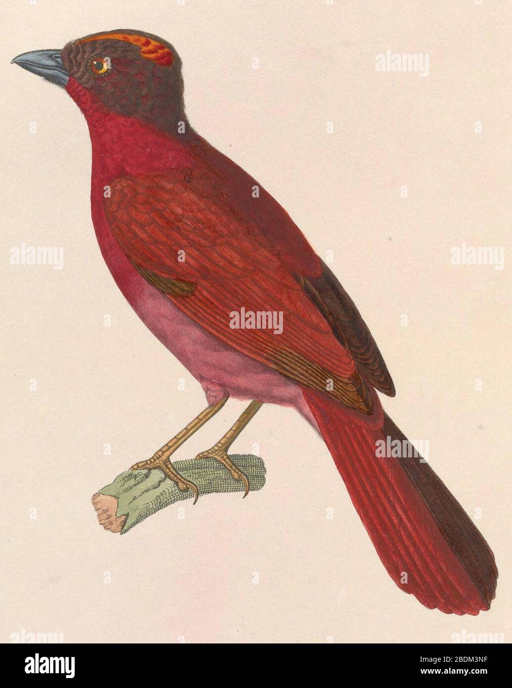 Rubica hi-res stock photography and images - Alamy