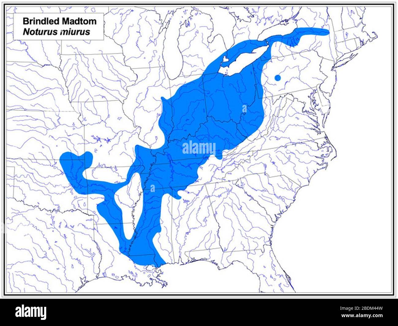 Habitat map of Noturus miurus Stock Photo - Alamy