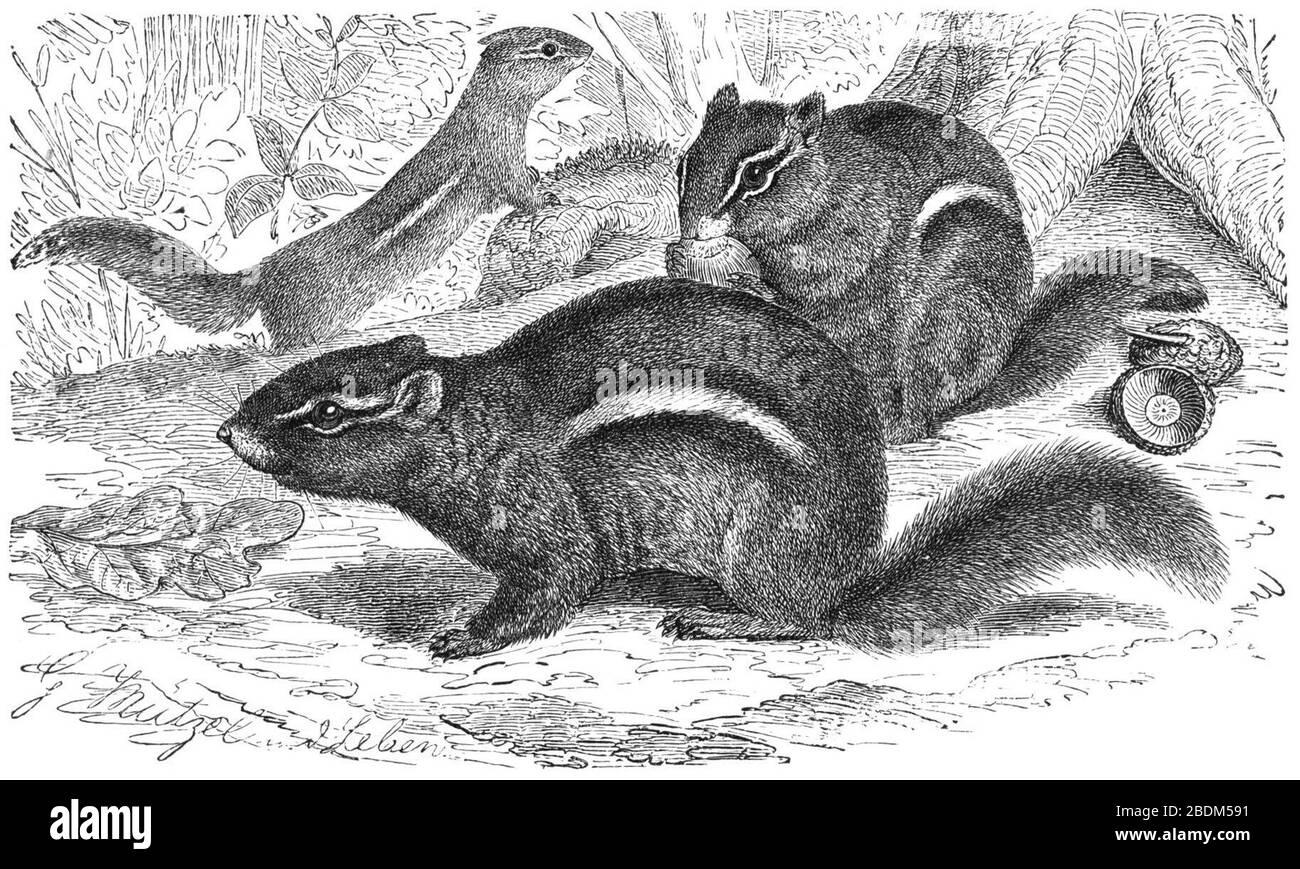 Vintage drawing of hackee hi-res stock photography and images - Alamy