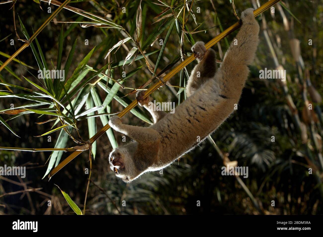 Wild slow loris in natural habitat, photographed in a controlled ...