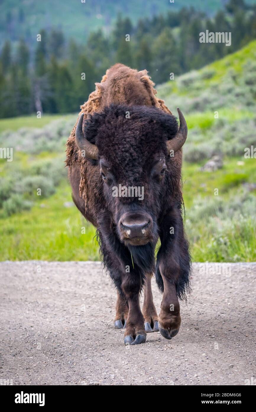 American Bison in the field of Grand Tetons NP, Wyoming Stock Photo - Alamy