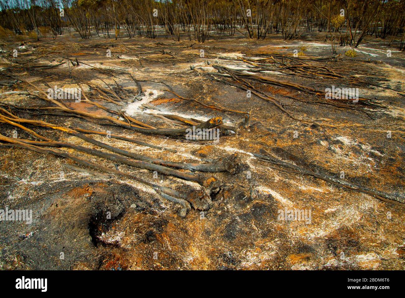 Smoke wild fire bush hi-res stock photography and images - Alamy