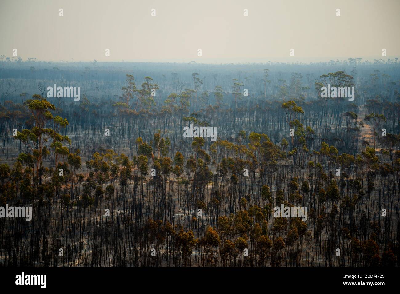 Bush Fire Devastation in Australia Stock Photo - Alamy