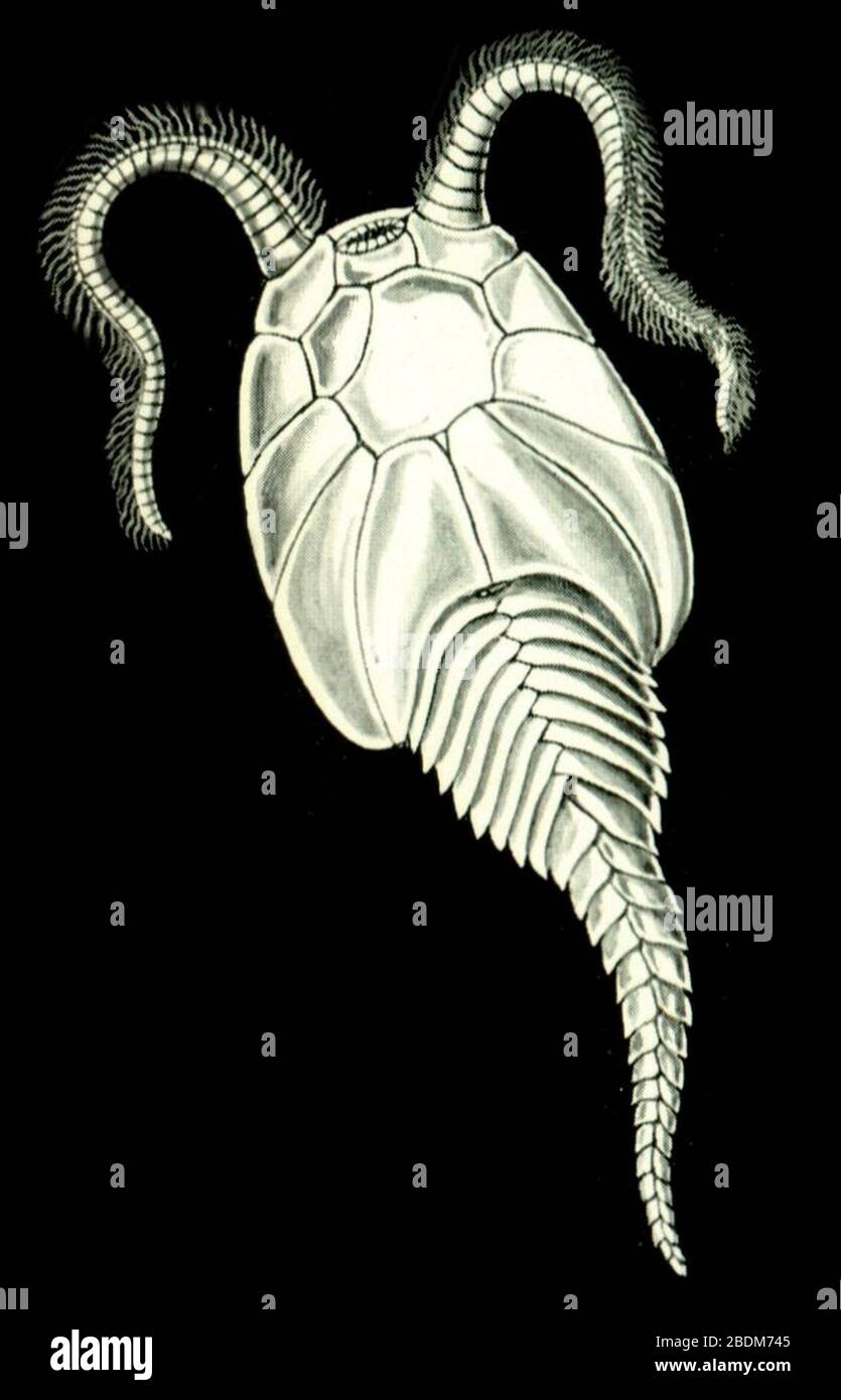Amphoridea hi-res stock photography and images - Alamy