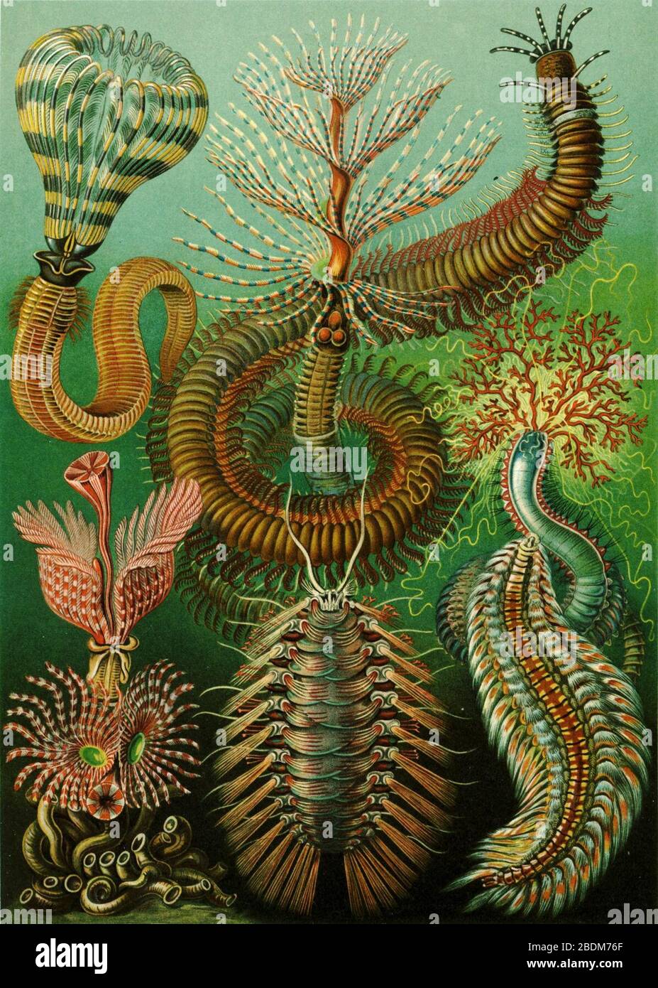 Chaetopoda hi-res stock photography and images - Alamy