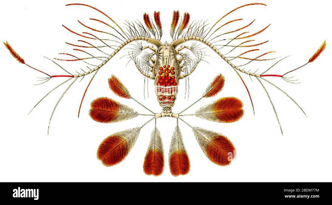 Haeckel Copepoda Calocalanus pavo Stock Photo - Alamy