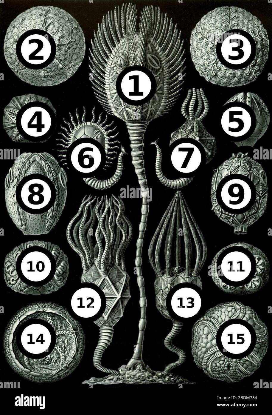 Haeckel Cystoidea big spots Stock Photo - Alamy