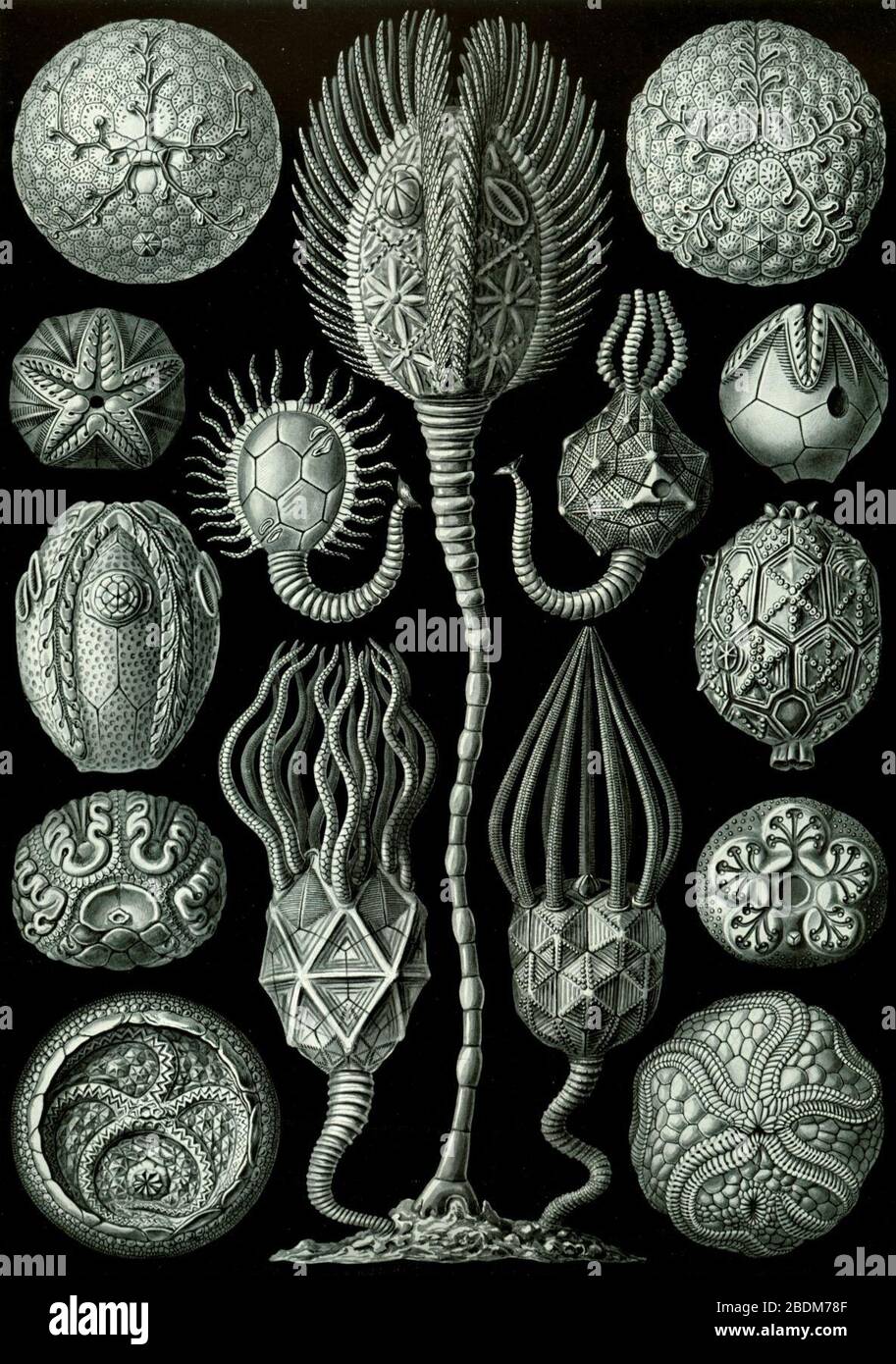 Cystoidea hi-res stock photography and images - Alamy