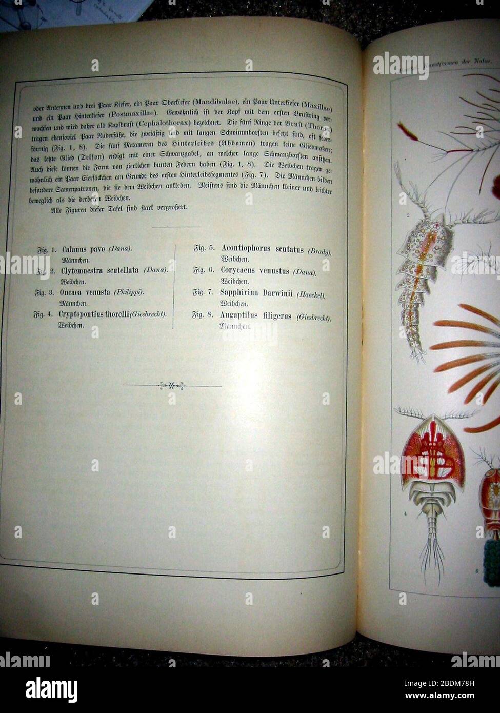Haeckel Copepoda text Stock Photo - Alamy