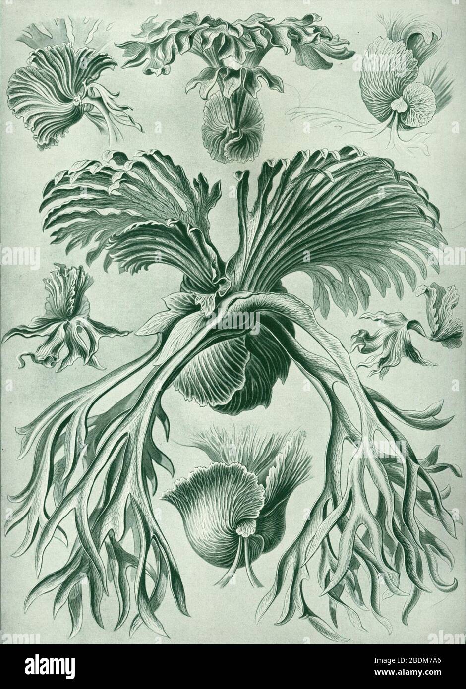 Filicinae hi-res stock photography and images - Alamy