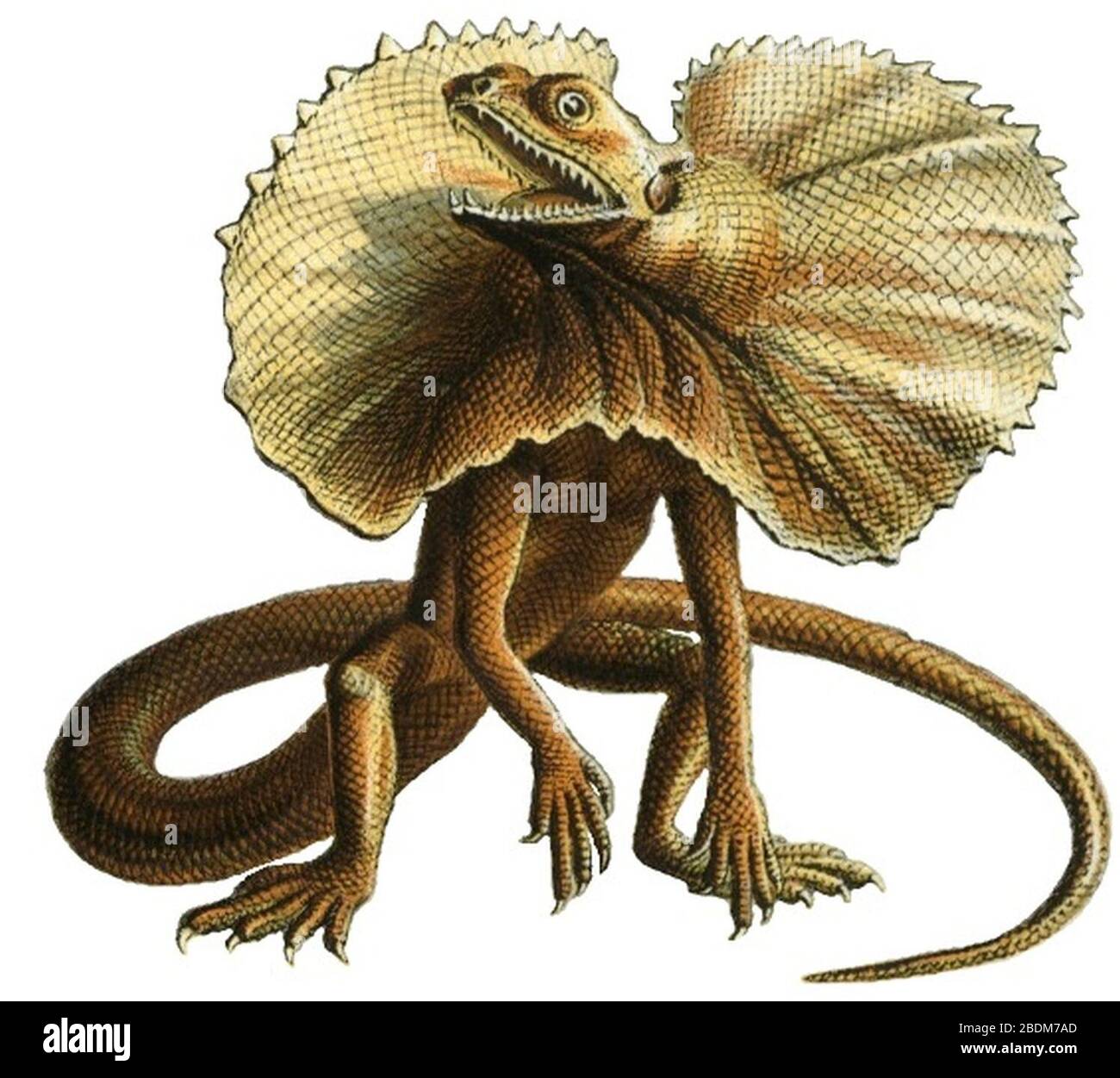 Haeckel Lacertilia (Chlamydosaurus kingii Stock Photo - Alamy