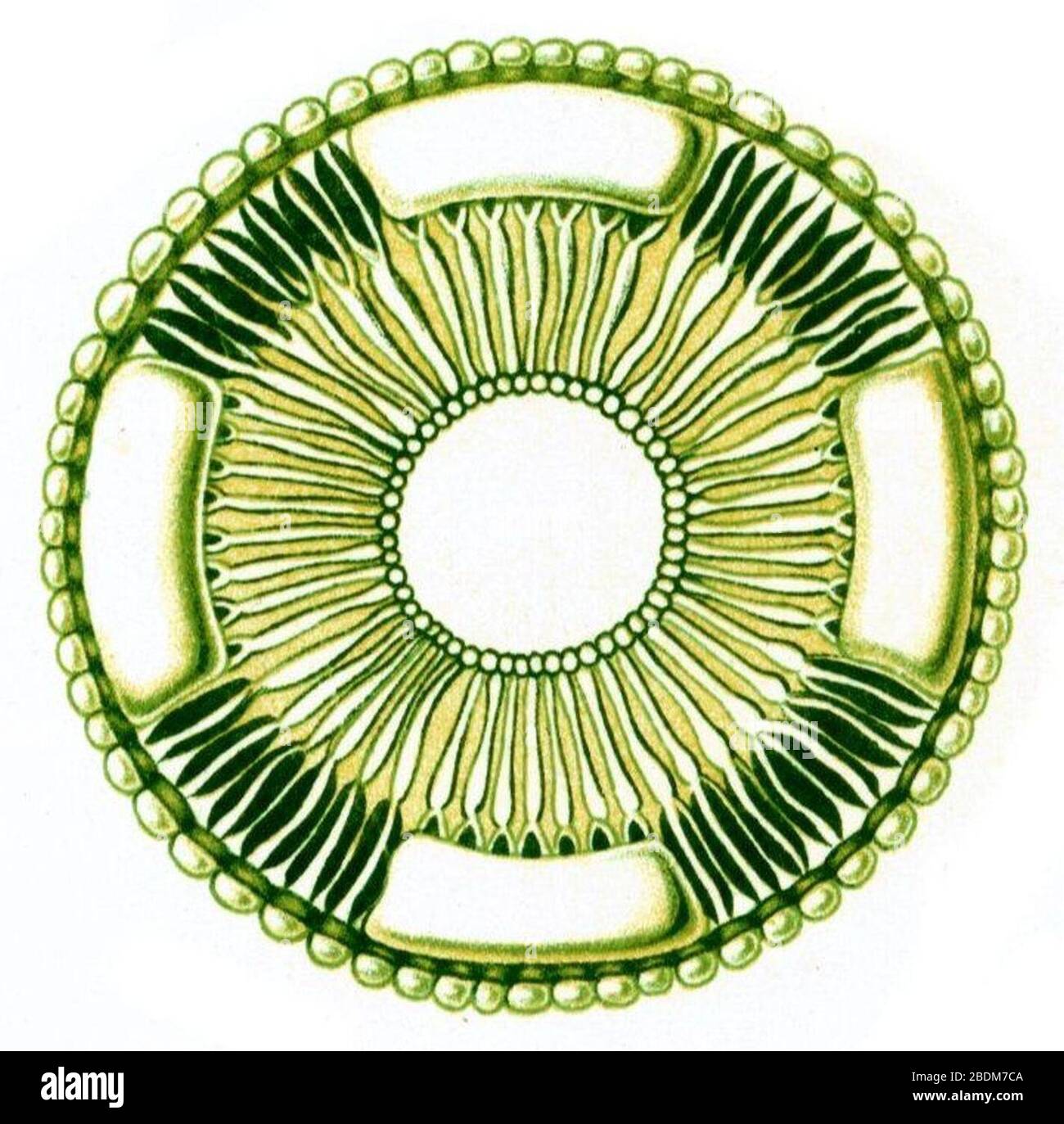 Haeckel Neomeris annulata cross-section Stock Photo - Alamy