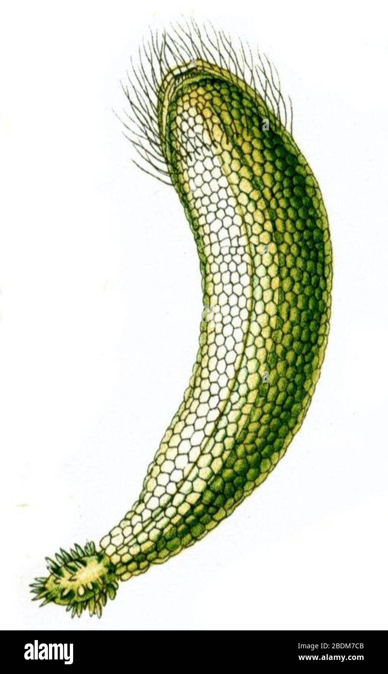 Haeckel Neomeris annulata Stock Photo - Alamy