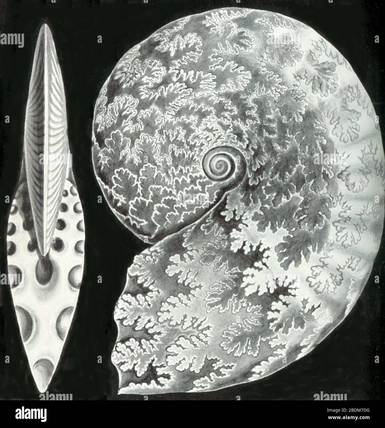 Opulentus hi-res stock photography and images - Alamy