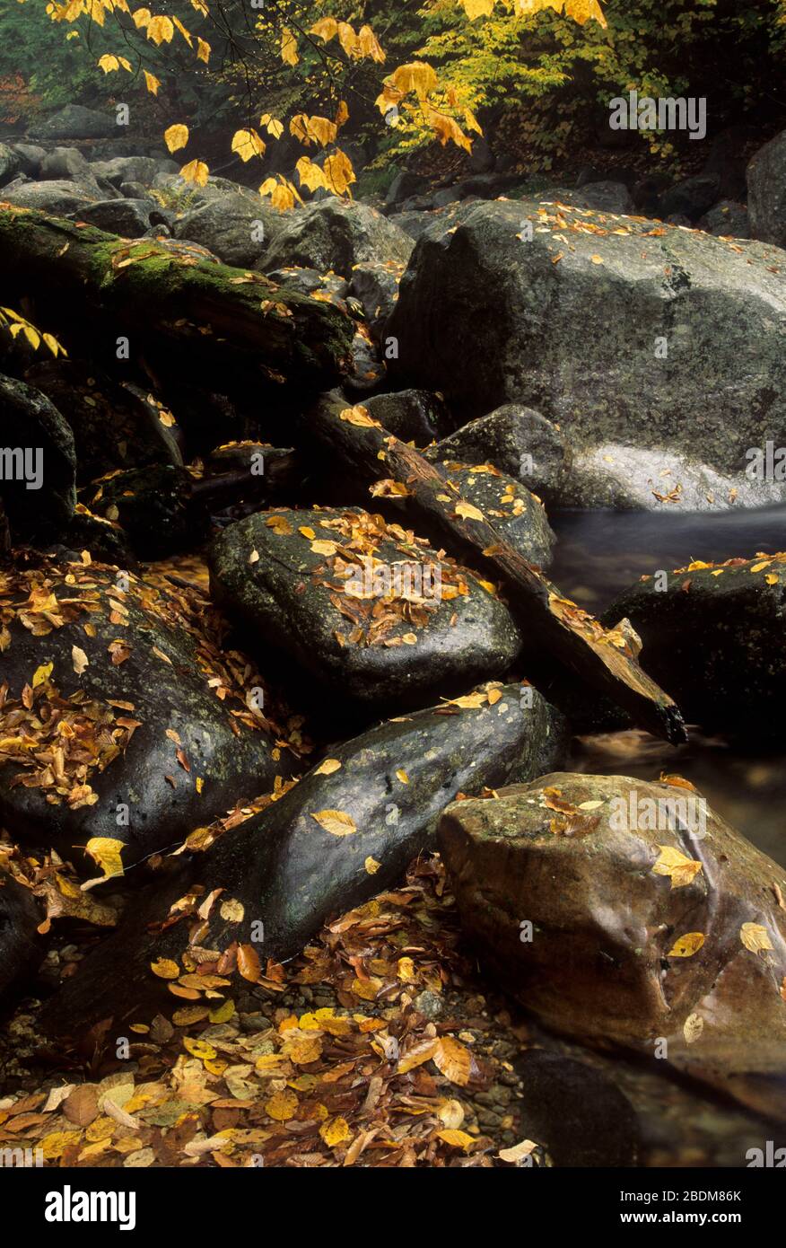 Dunbar forest hi-res stock photography and images - Alamy