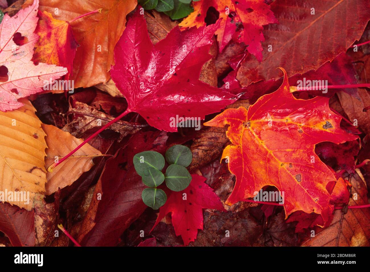 Mountain maple leaves mountain maple leaf hi-res stock photography and ...