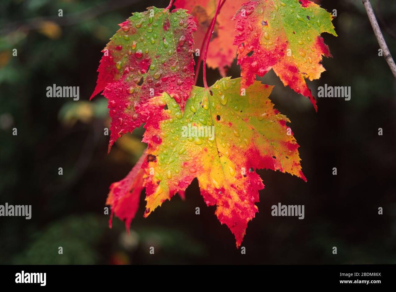 Maple forest in autumn, Mohawk Trail State Forest, Massachusetts Stock ...