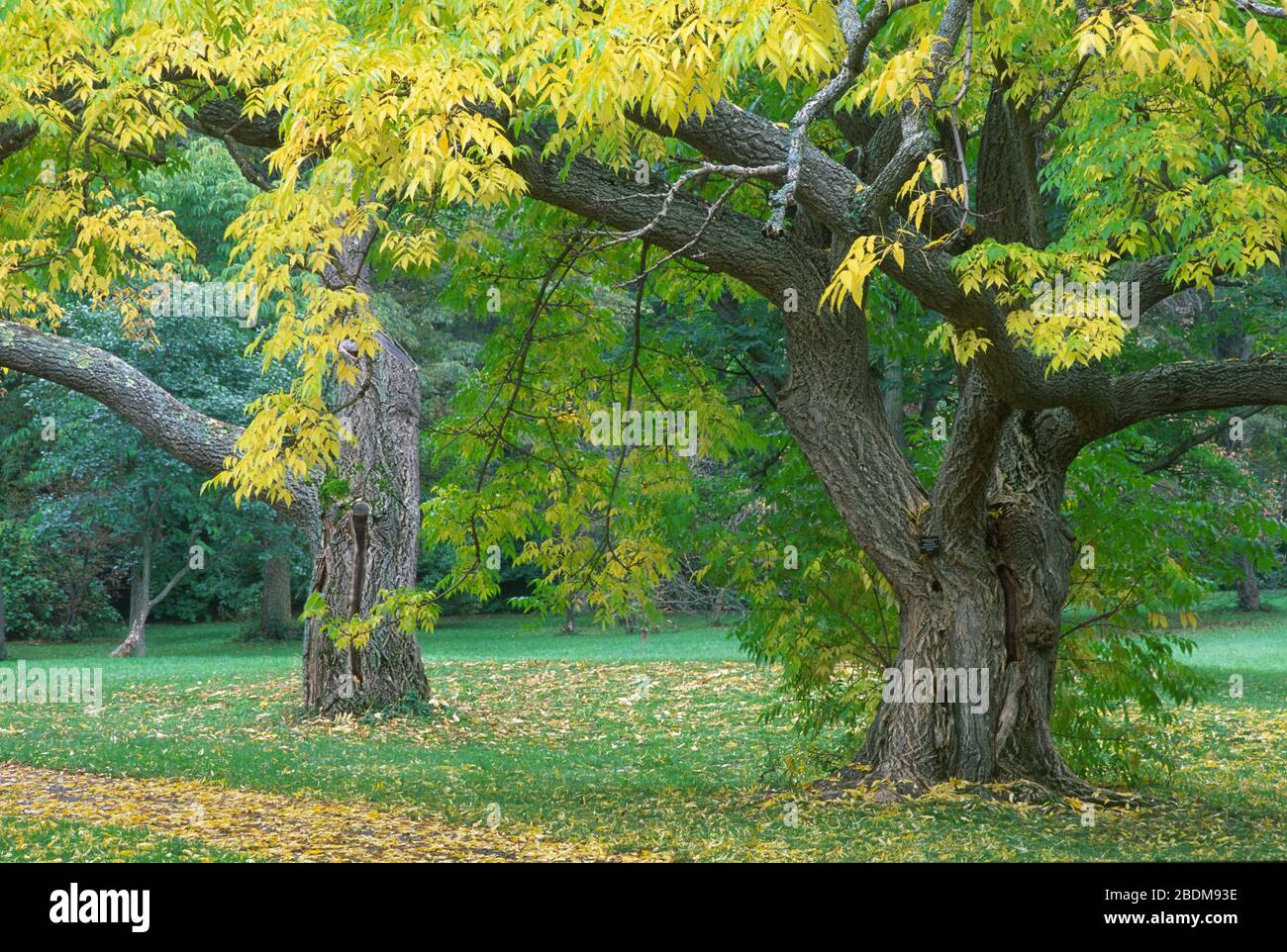 Trees, Arnold Arboretum, Boston, Massachusetts Stock Photo - Alamy