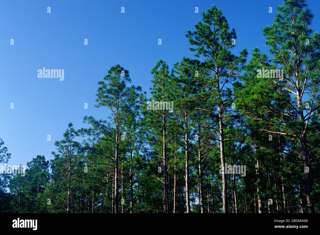 Mississippi plantation forest hi-res stock photography and images - Alamy