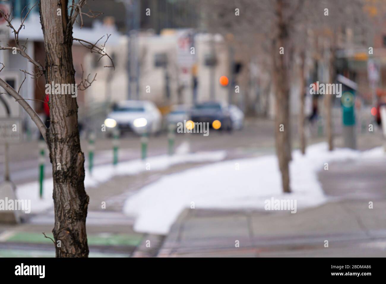 Tree on Downtown City Street in winter Stock Photo - Alamy