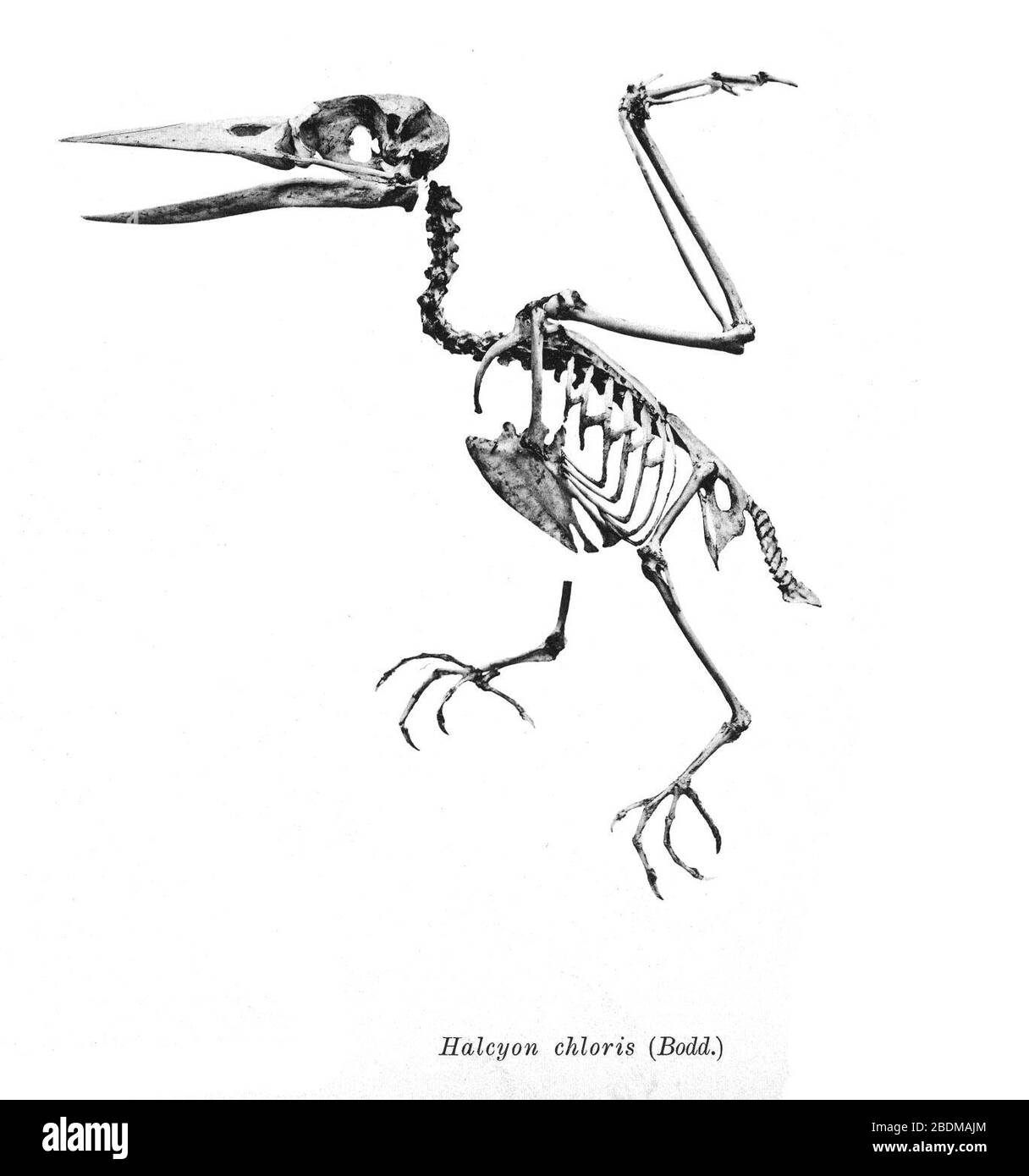 Chloris chloris Black and White Stock Photos & Images - Alamy