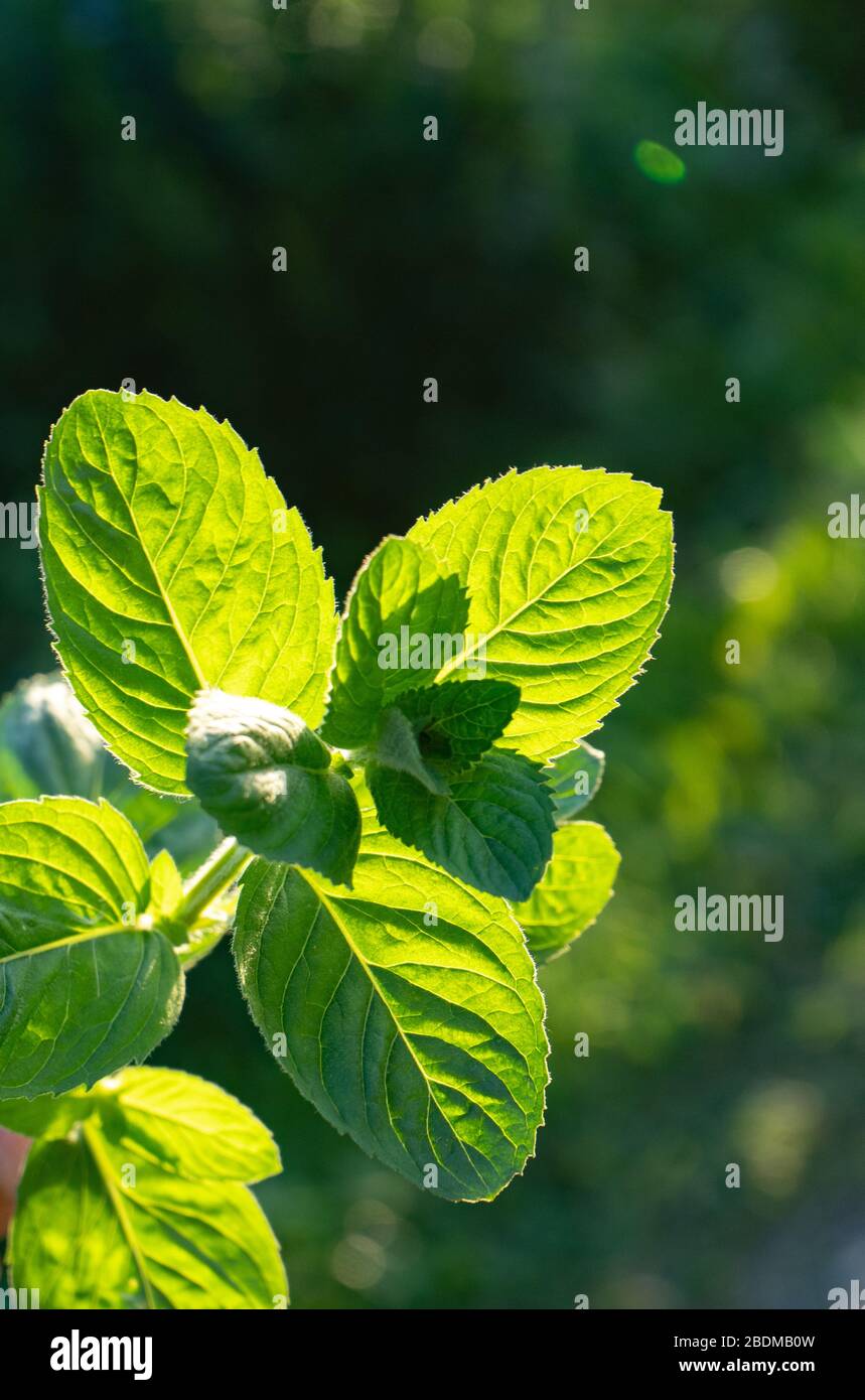 Hold a sprig of fresh mint in your hand under the bright rays of the ...