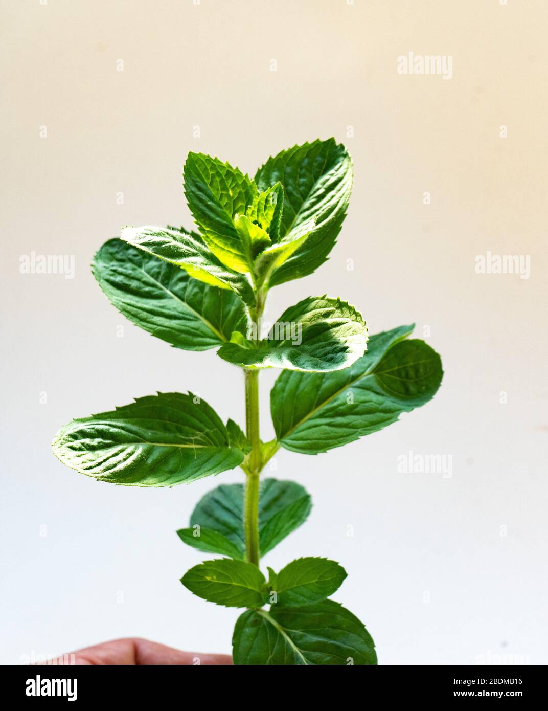 Hold a sprig of fresh mint in your hand under the bright rays of the ...