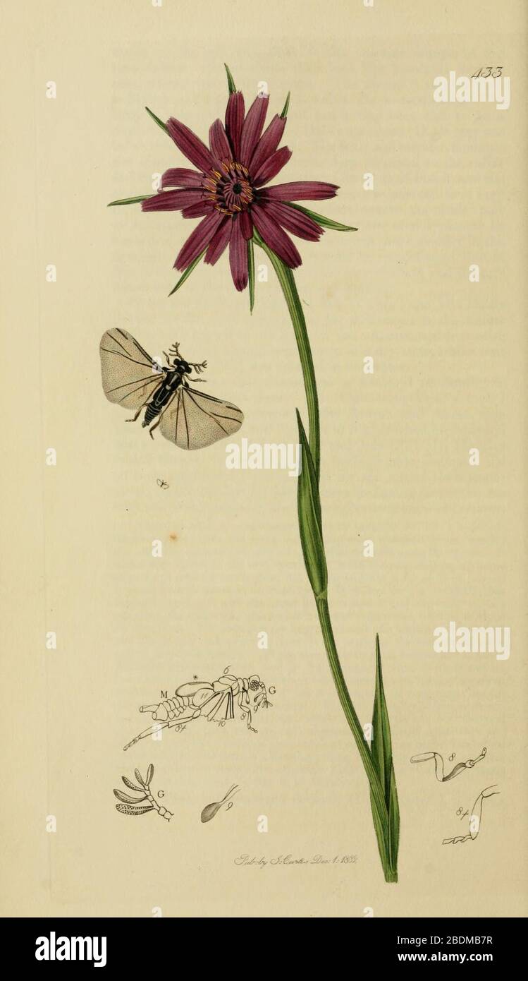 Halictophagus curtisii hi-res stock photography and images - Alamy