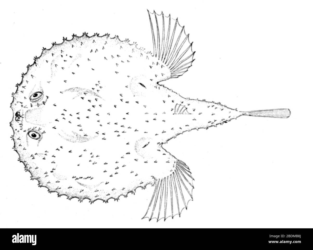 Halieutaea stellata hi-res stock photography and images - Alamy