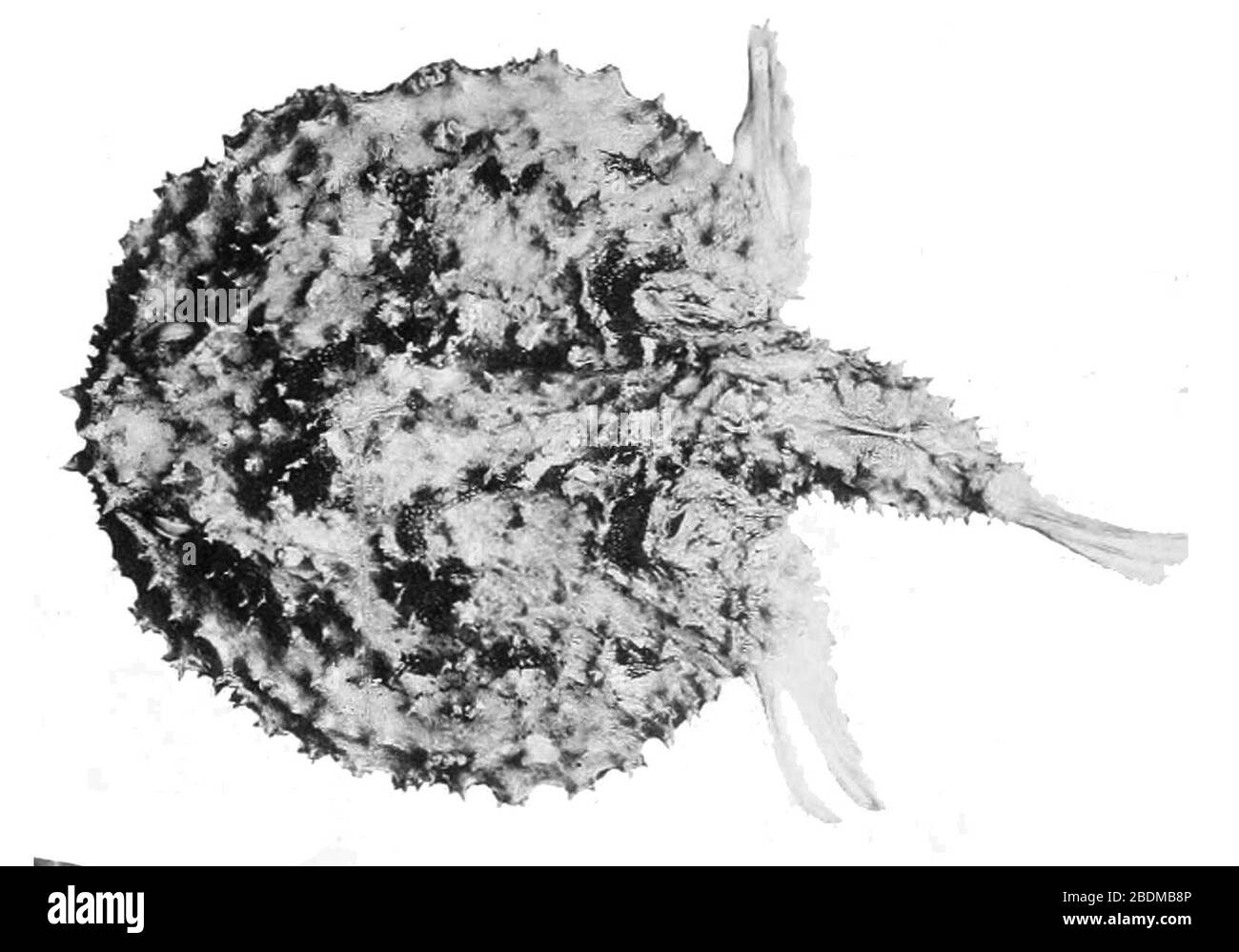 Halieutaea indica hi-res stock photography and images - Alamy