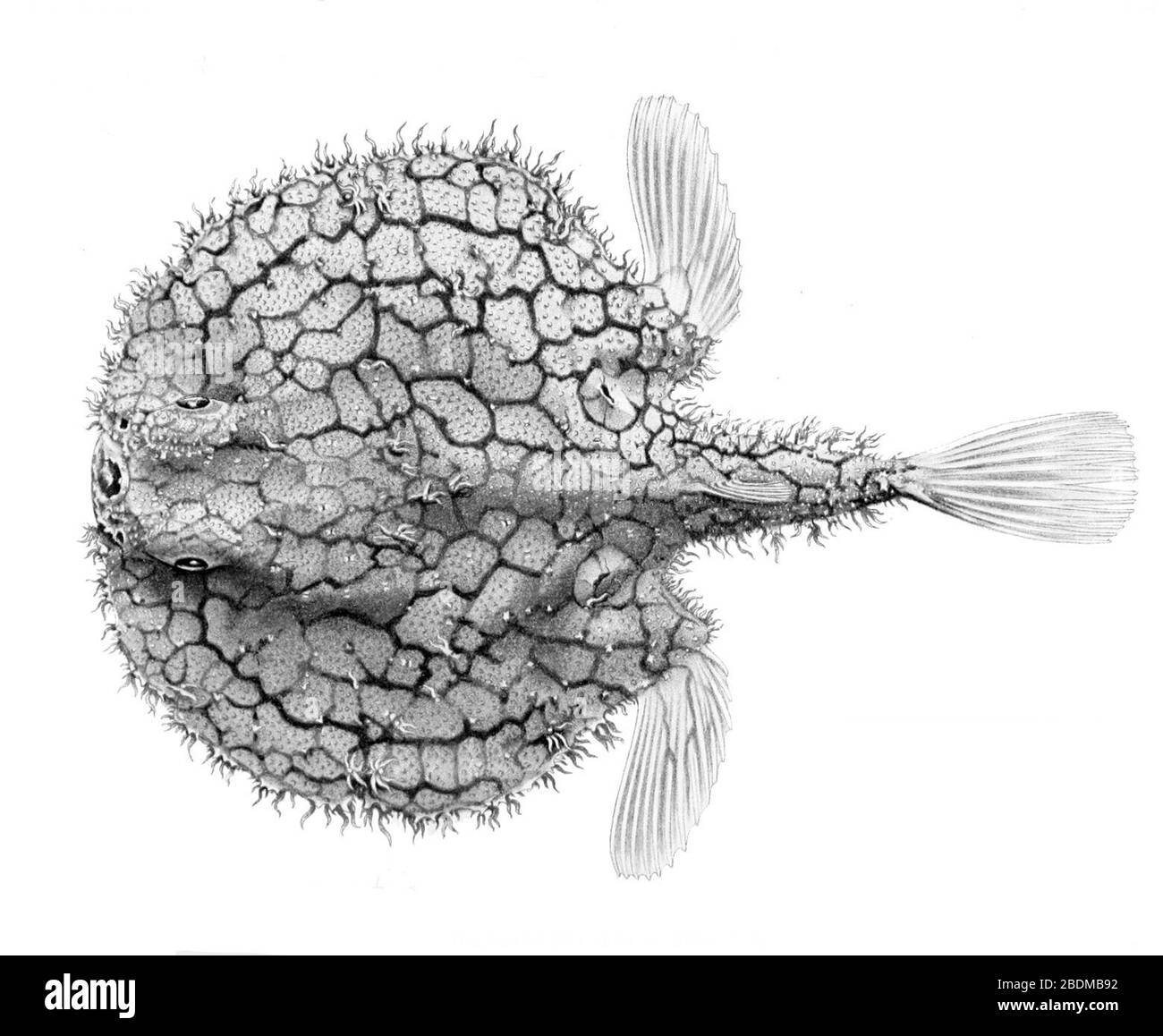 Halieutaea retifera hi-res stock photography and images - Alamy