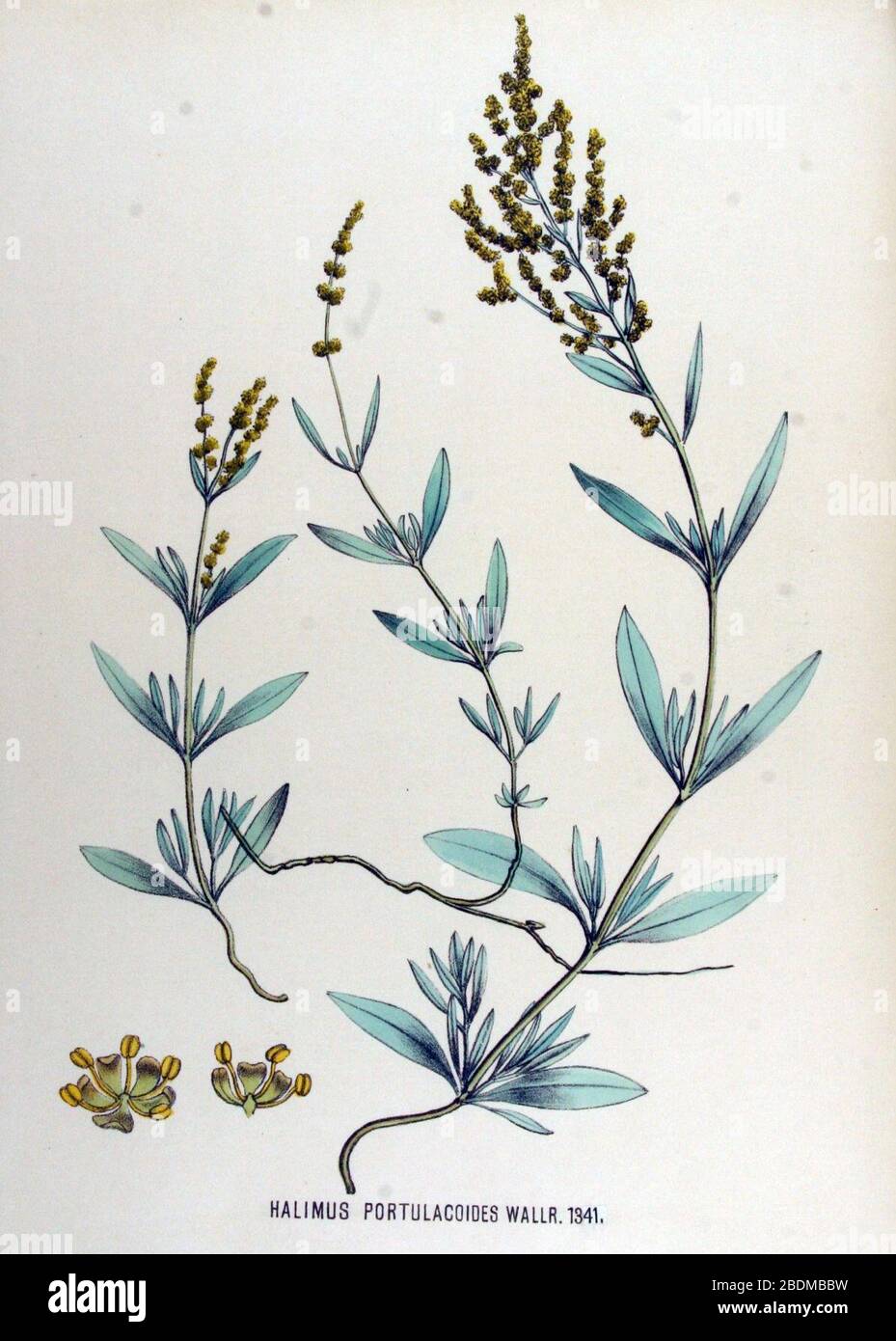 Halimus portulacoides — Flora Batava — Volume v17 Stock Photo - Alamy
