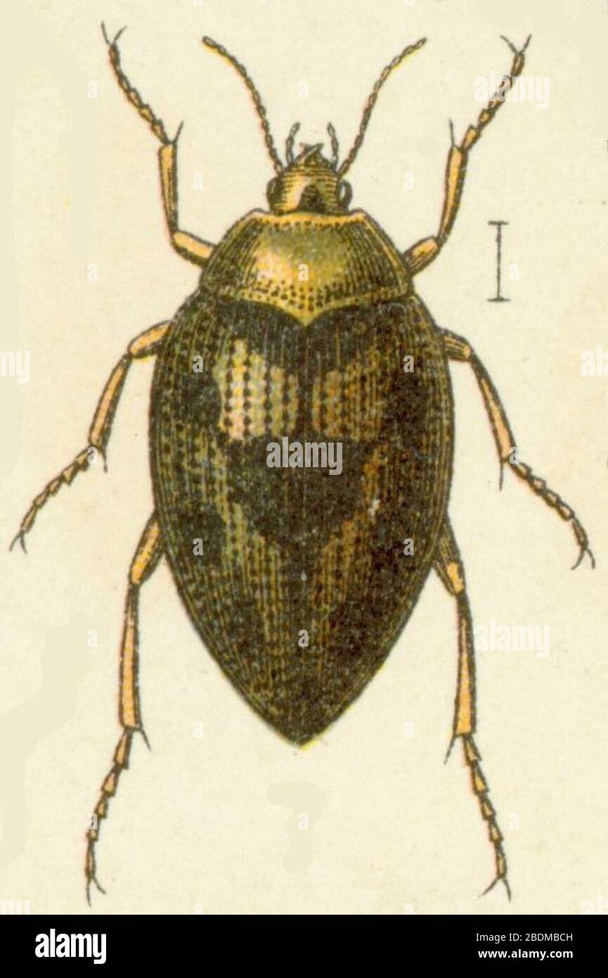 Haliplus ruficollis hi-res stock photography and images - Alamy