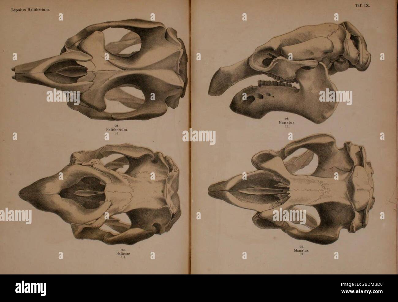 Halitherium schinzi, die fossile Sirene des Mainzer Beckens Stock Photo ...