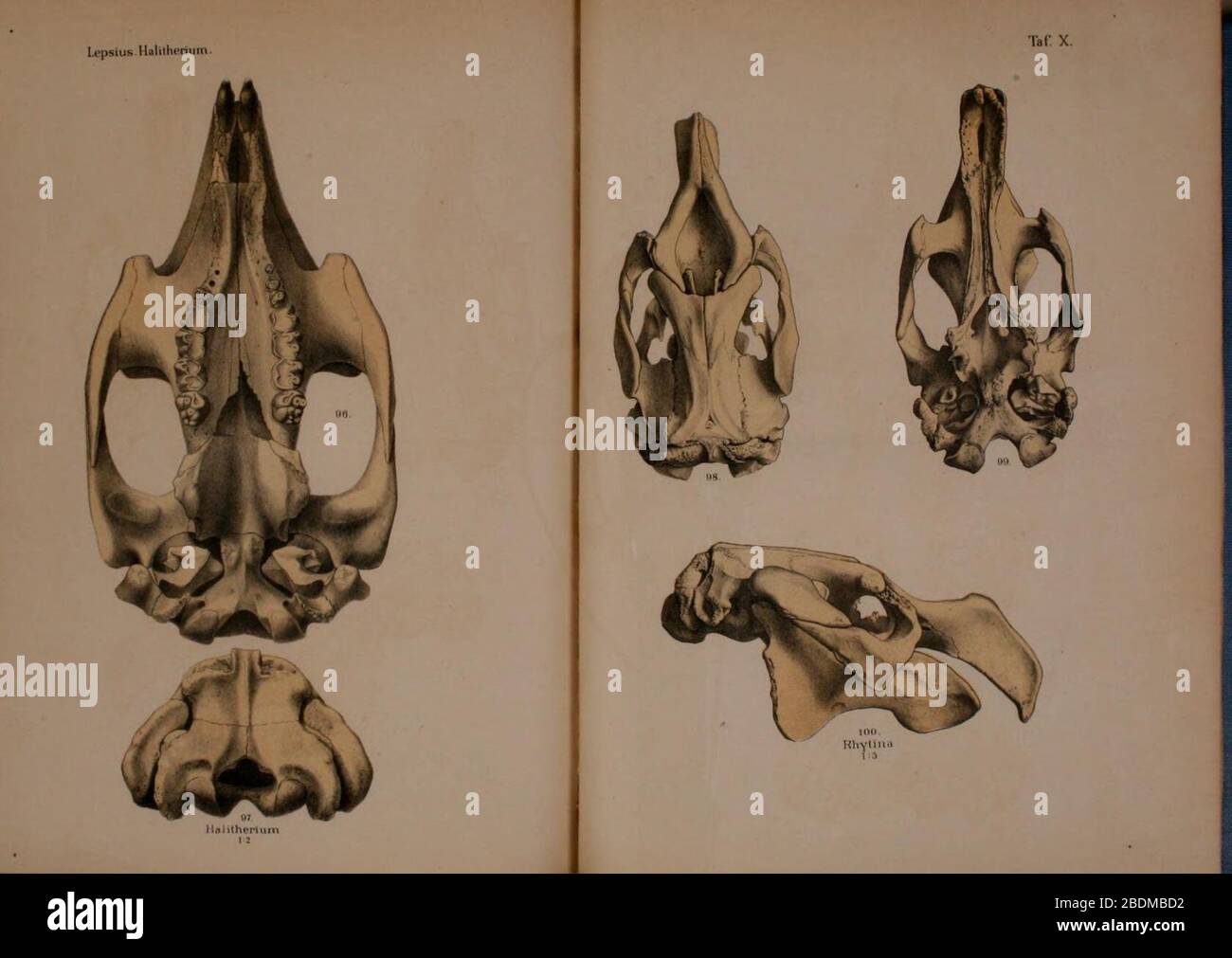 Halitherium schinzi, die fossile Sirene des Mainzer Beckens Stock Photo ...