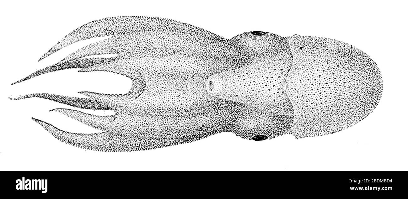 Haliphron hi-res stock photography and images - Alamy