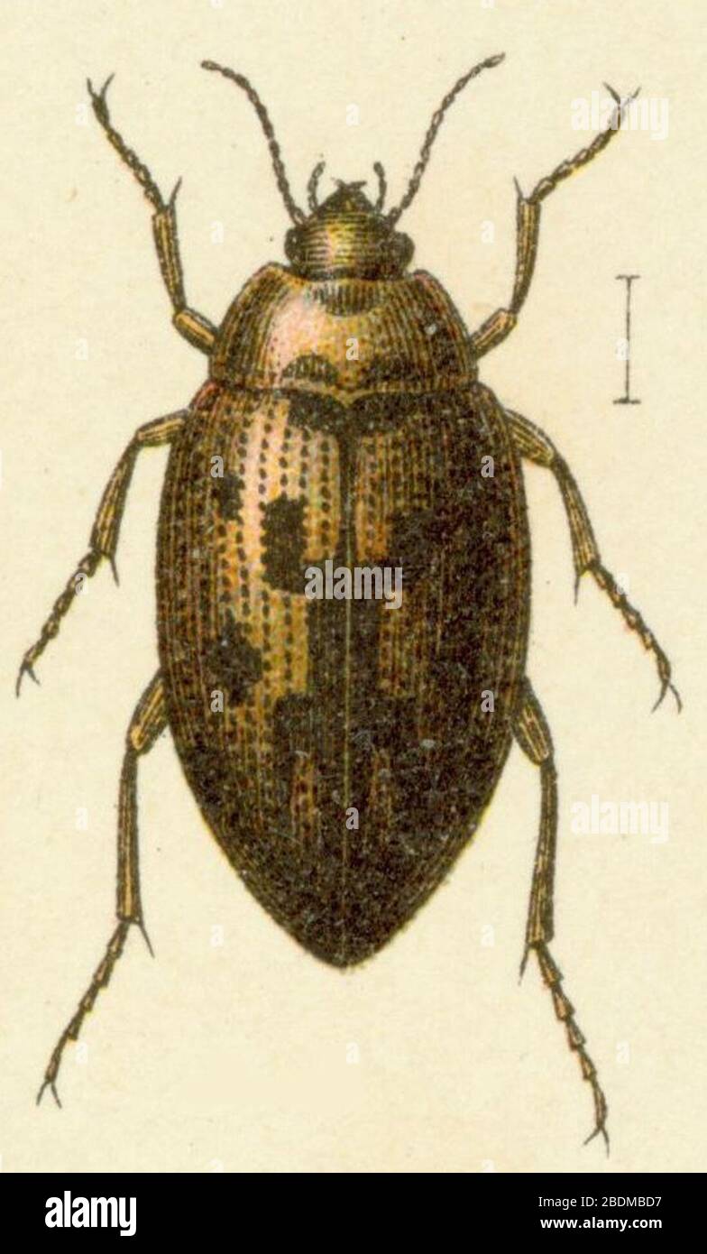 Haliplus variegatus hi-res stock photography and images - Alamy