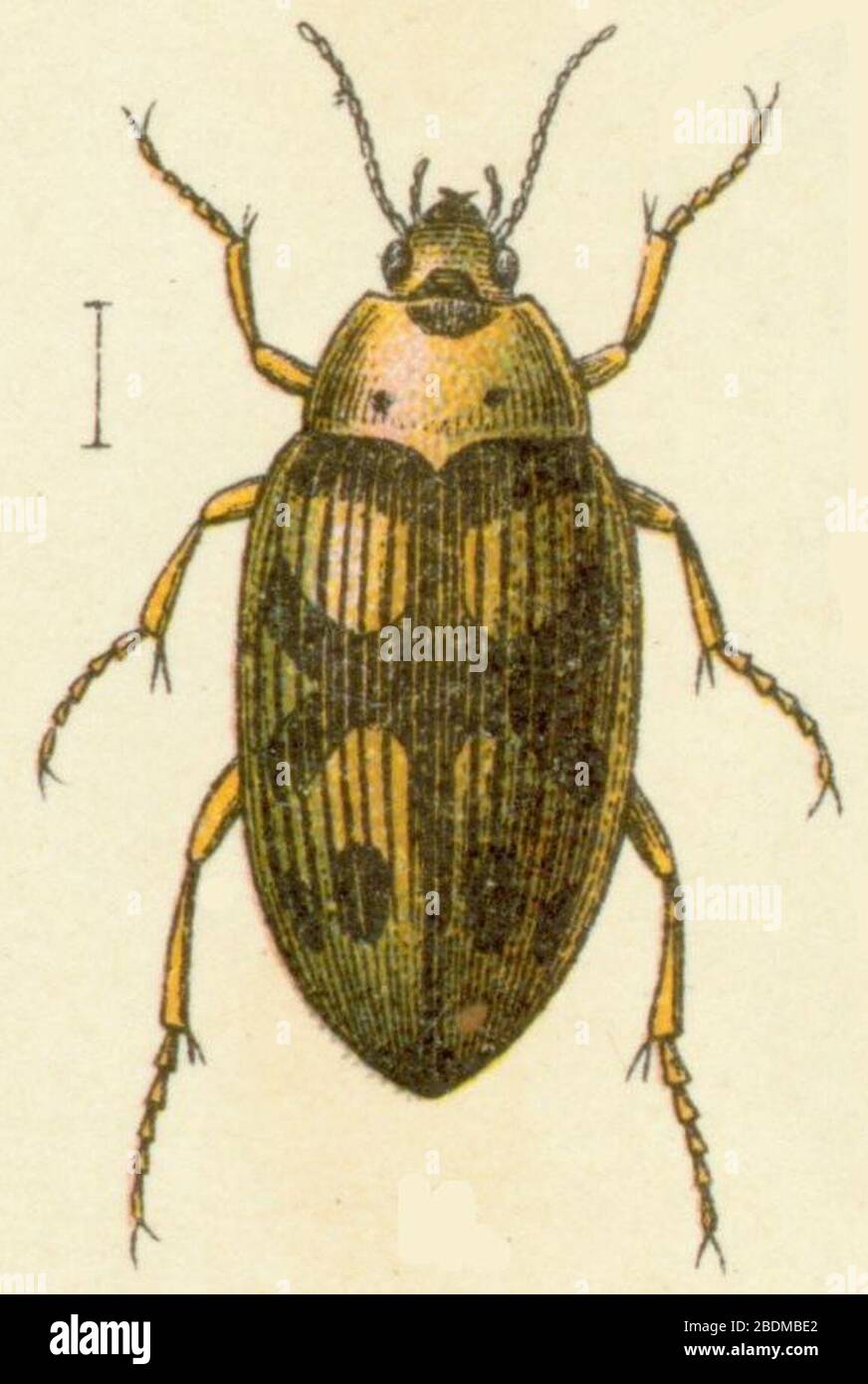 Haliplus hi-res stock photography and images - Alamy