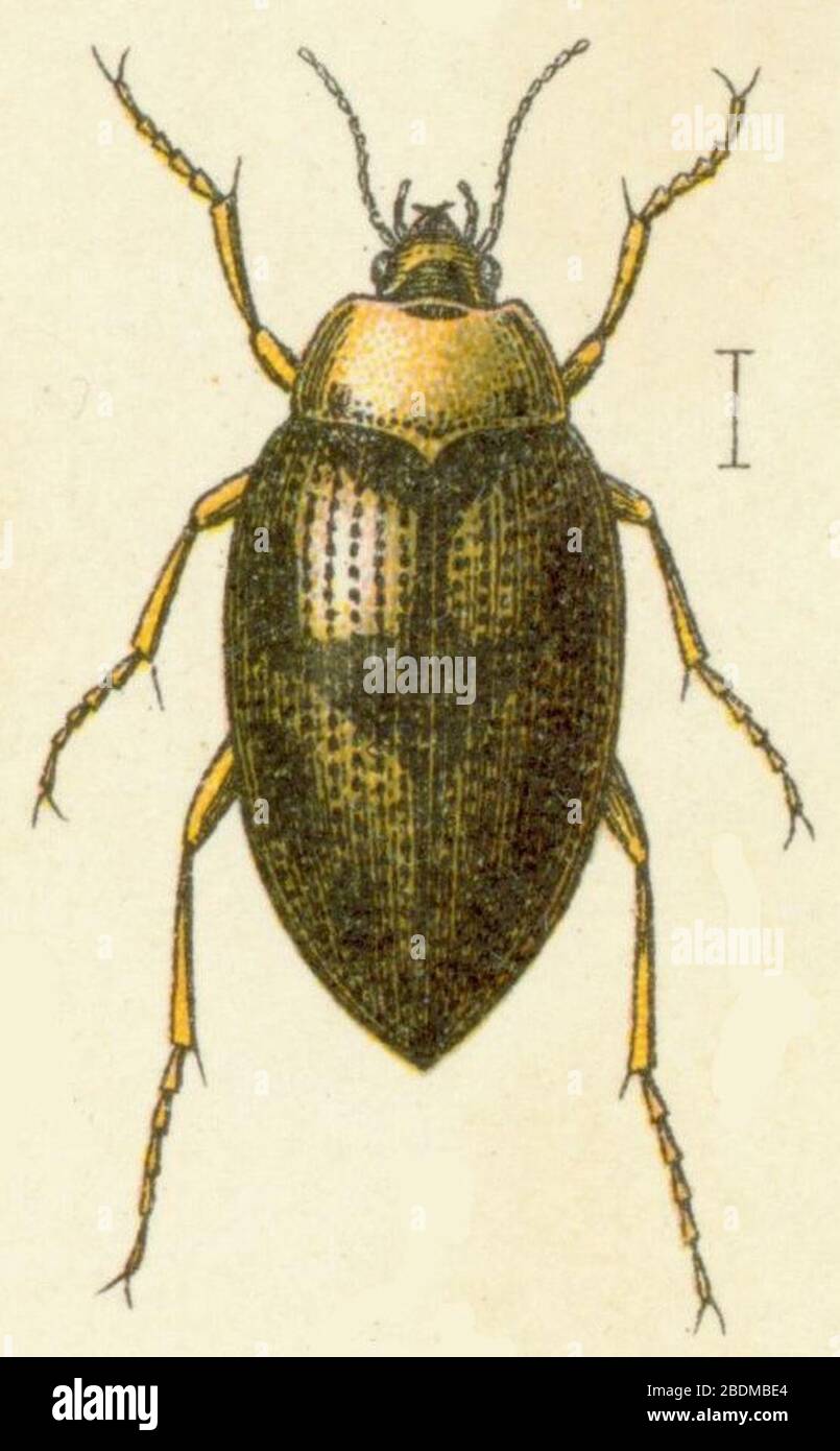 Haliplus hi-res stock photography and images - Alamy