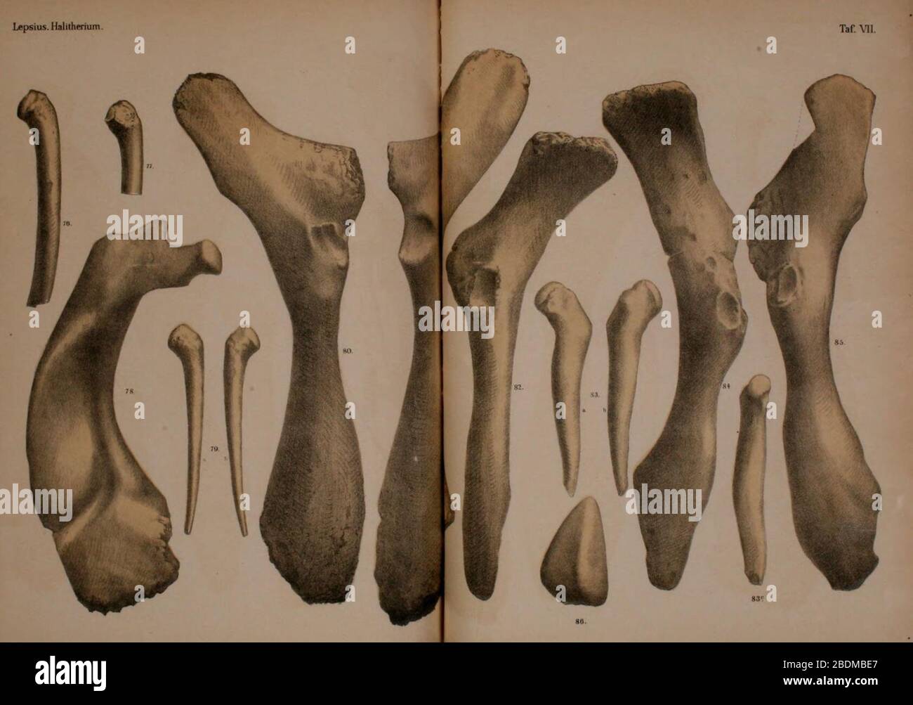 Halitherium schinzi, die fossile Sirene des Mainzer Beckens Stock Photo ...