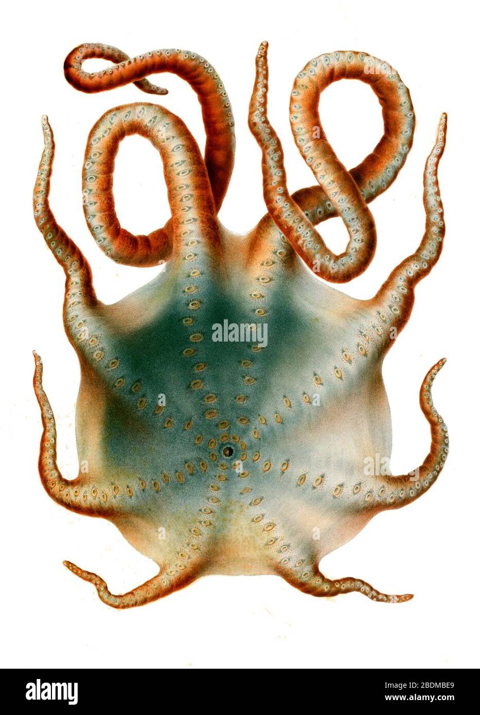 Atlanticus Cut Out Stock Images & Pictures - Alamy