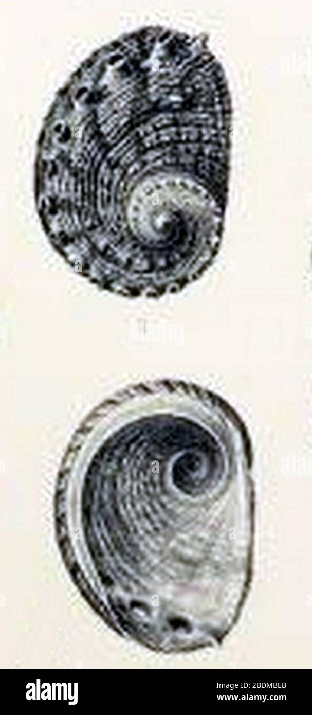 Queketti hi-res stock photography and images - Alamy