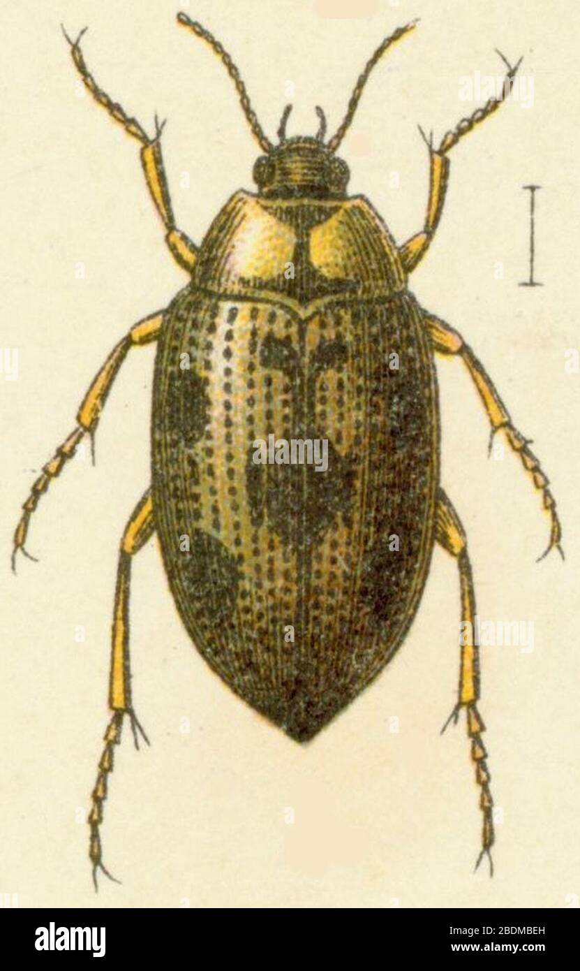 Haliplus hi-res stock photography and images - Alamy