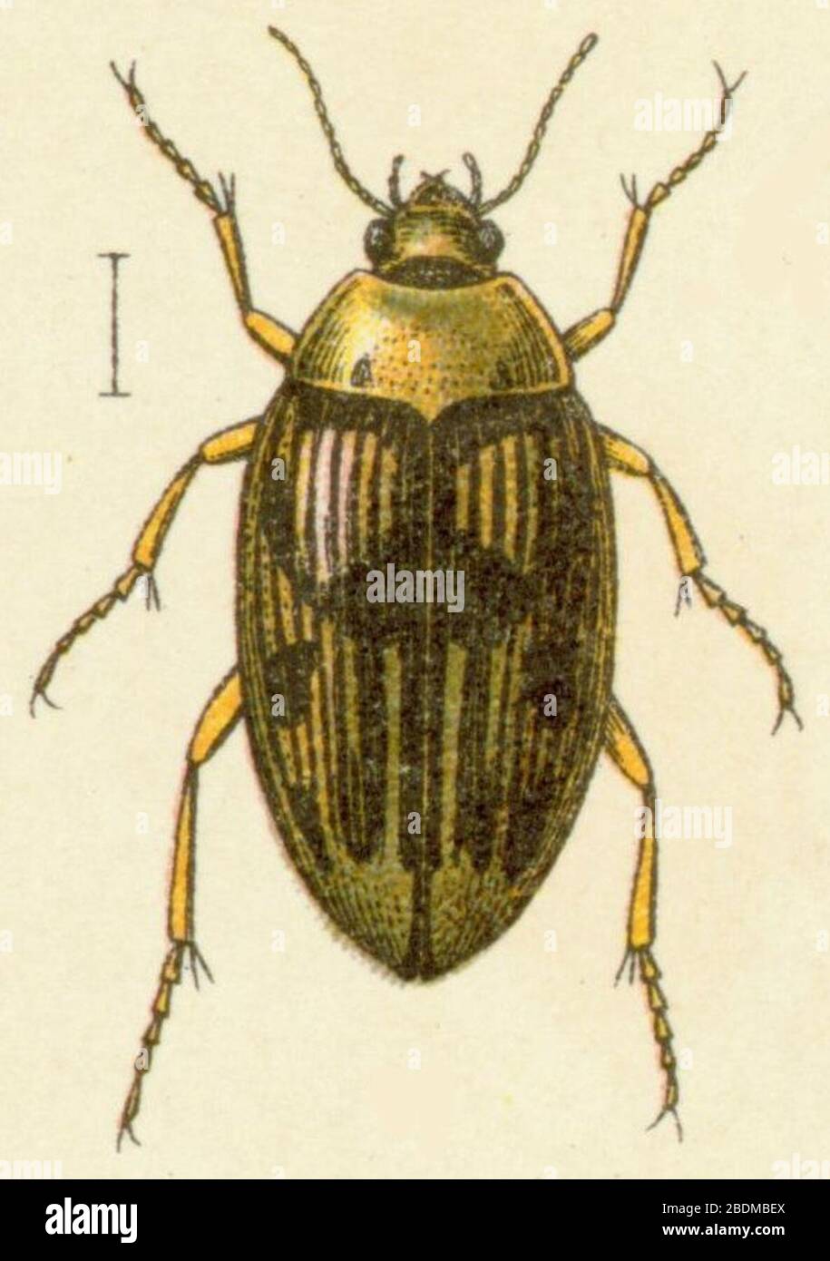 Haliplus confinis hi-res stock photography and images - Alamy